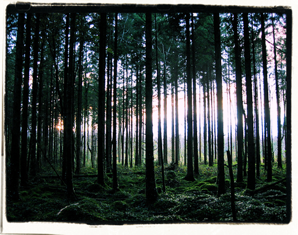 November Woods, filtered – Maura McHugh